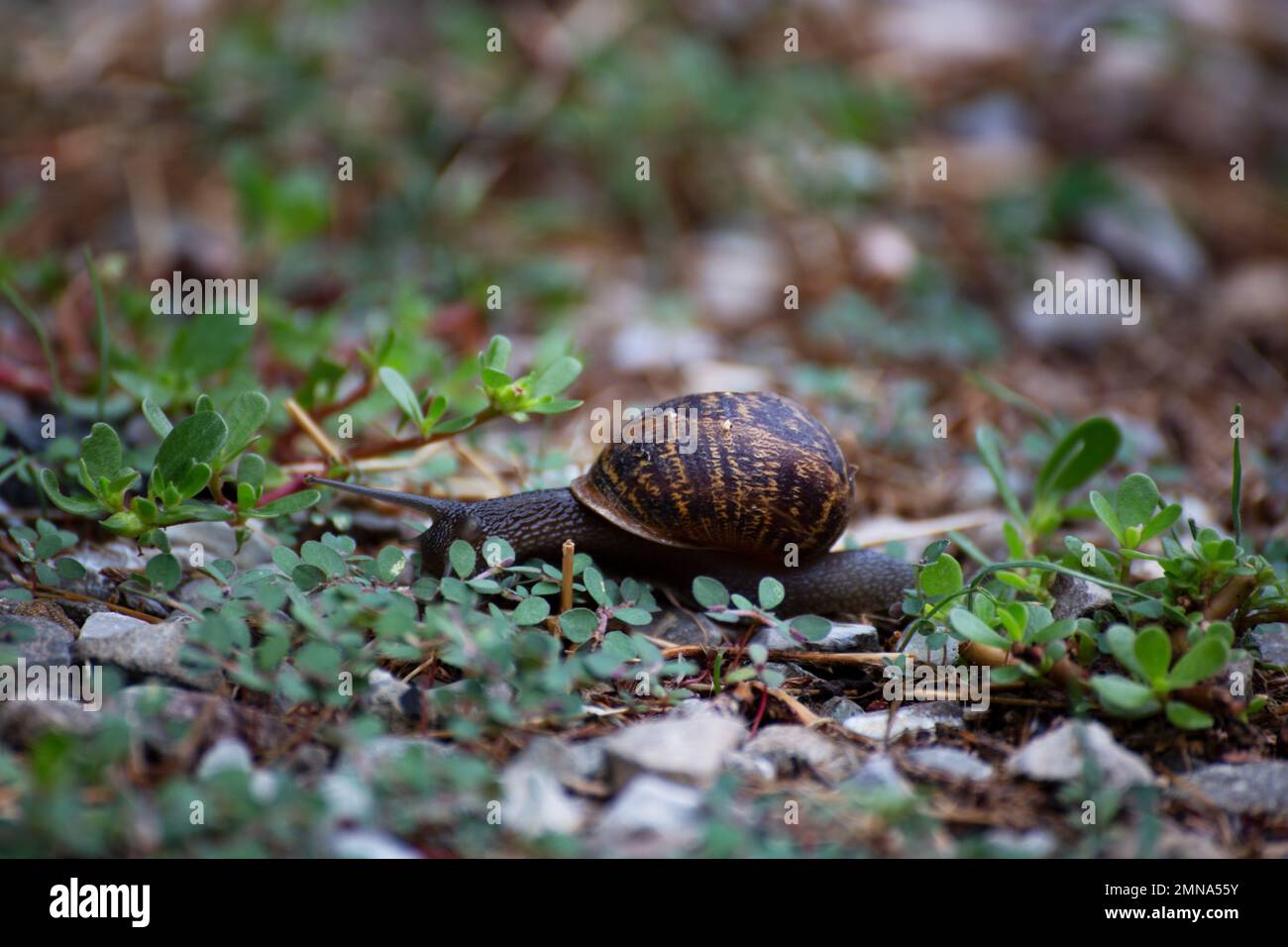Common snail, knurled snail Stock Photo - Alamy