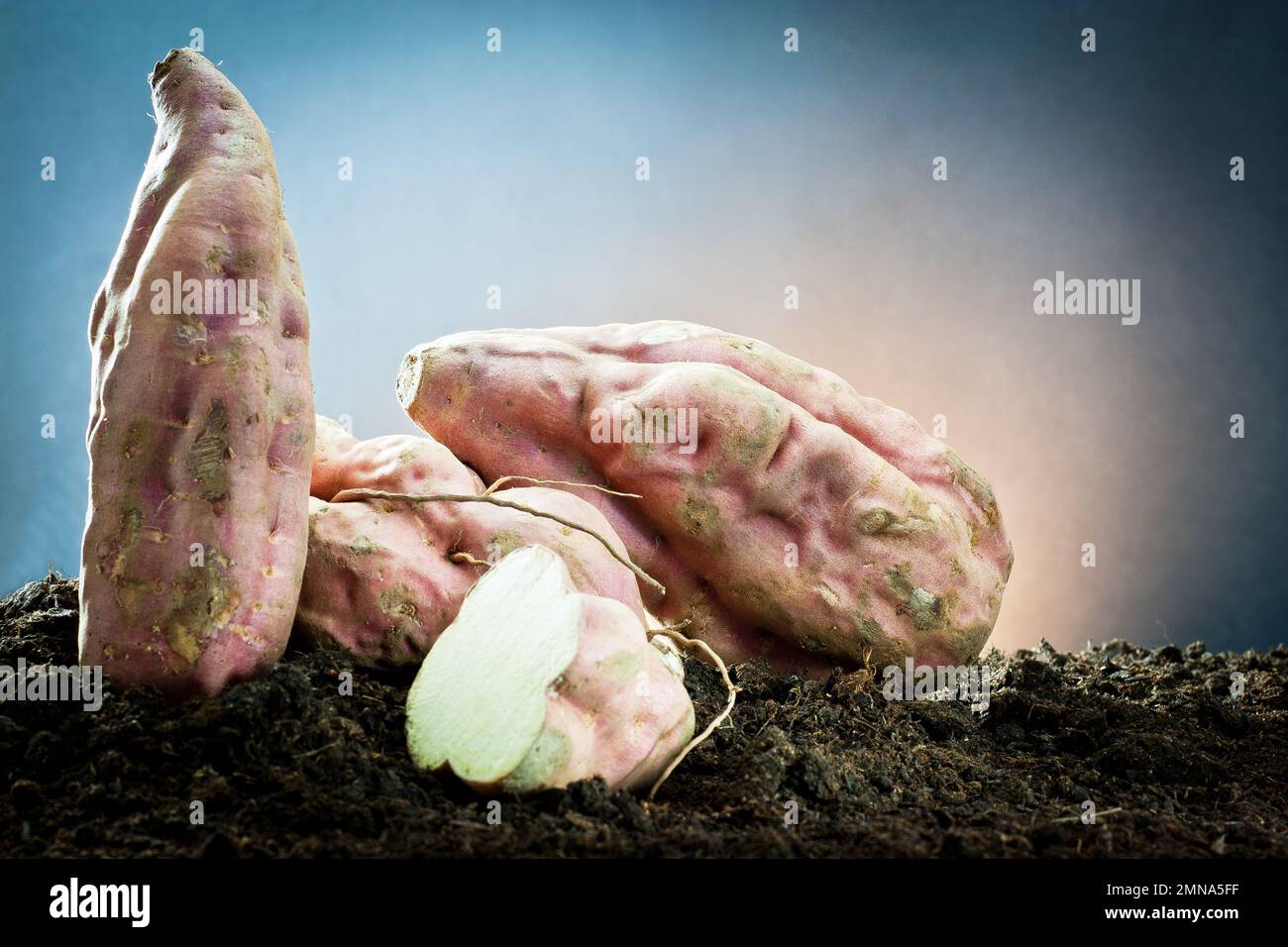 Tubers for eating hi-res stock photography and images - Alamy