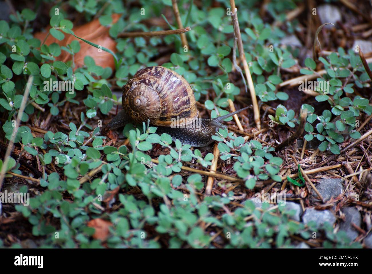 Common snail, knurled snail Stock Photo - Alamy
