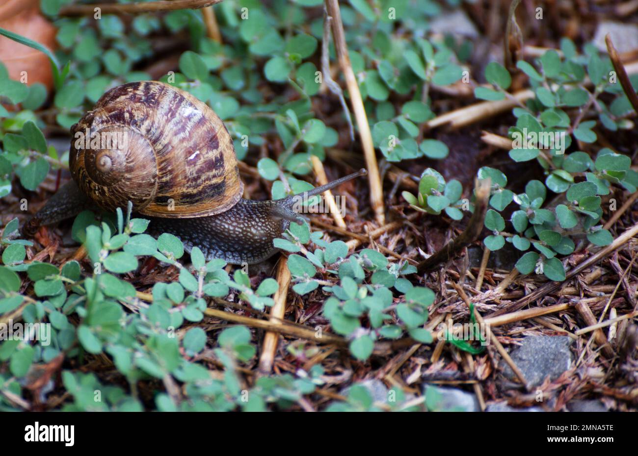 Common snail, knurled snail Stock Photo - Alamy