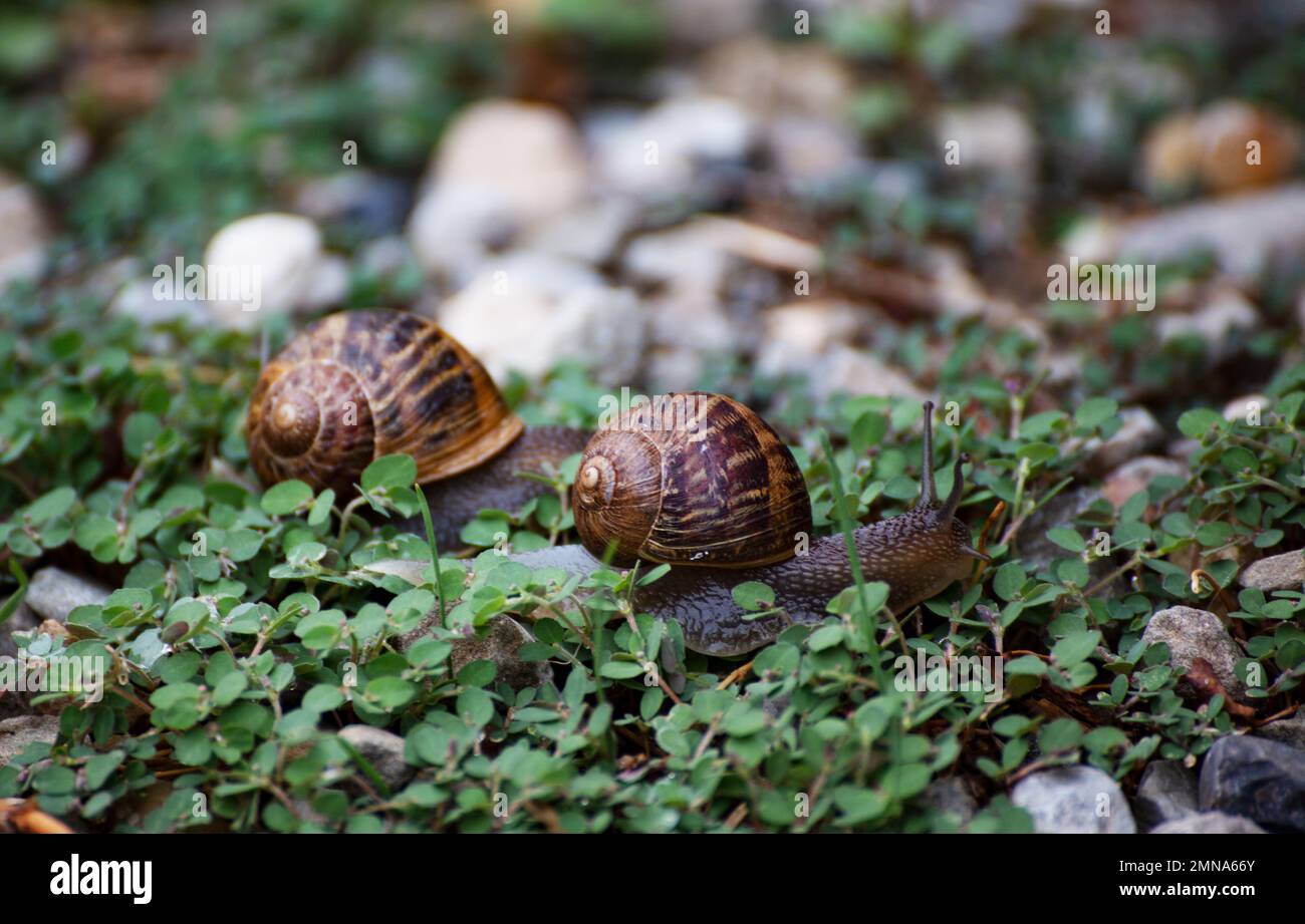 Common snail, knurled snail Stock Photo - Alamy