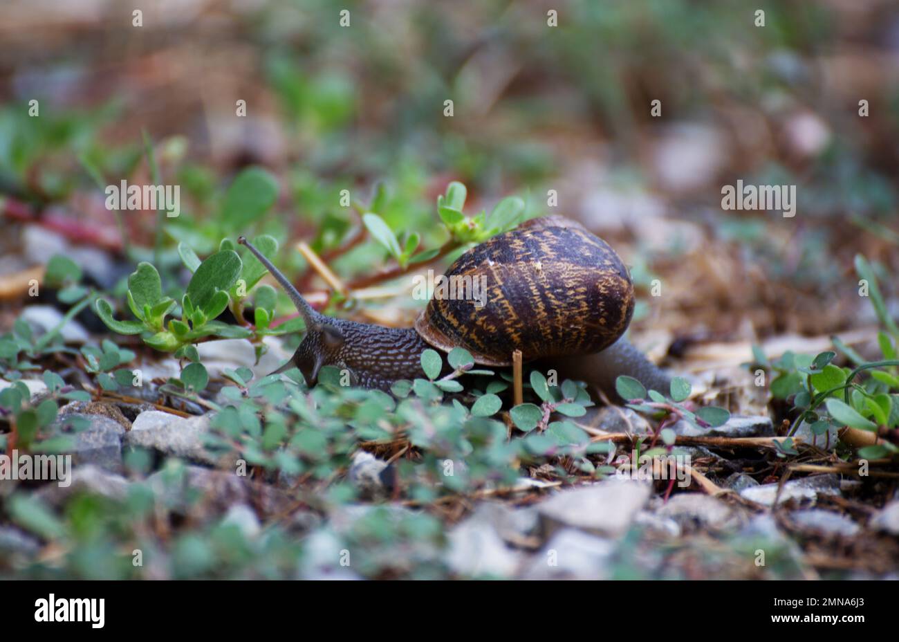 Common snail, knurled snail Stock Photo - Alamy