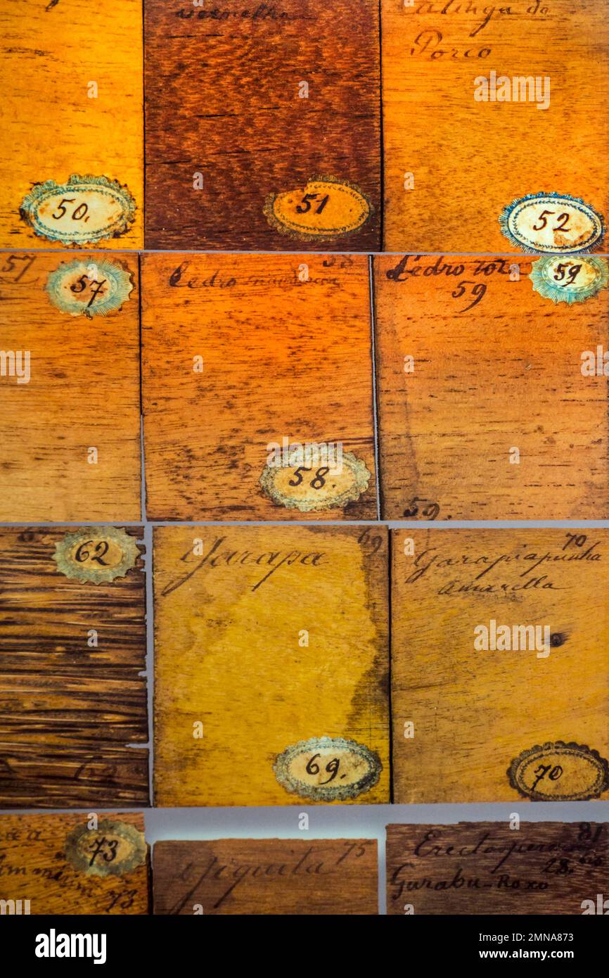 Old tree samples showing different wood nerves / woodgrains / wood ...