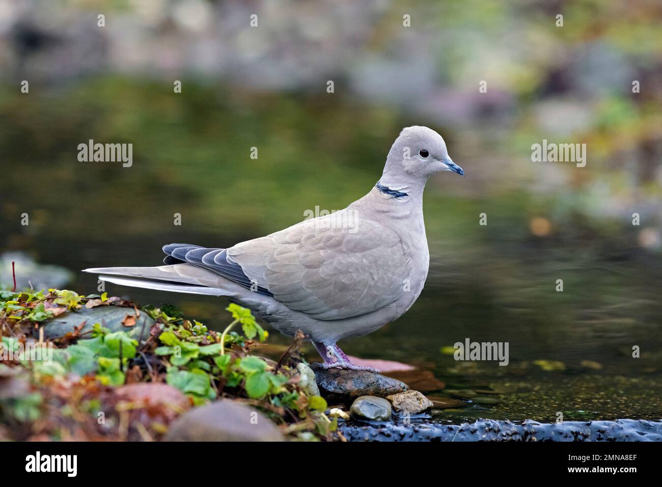 Eurasian collared dove (Streptopelia decaocto) drinking water from ...