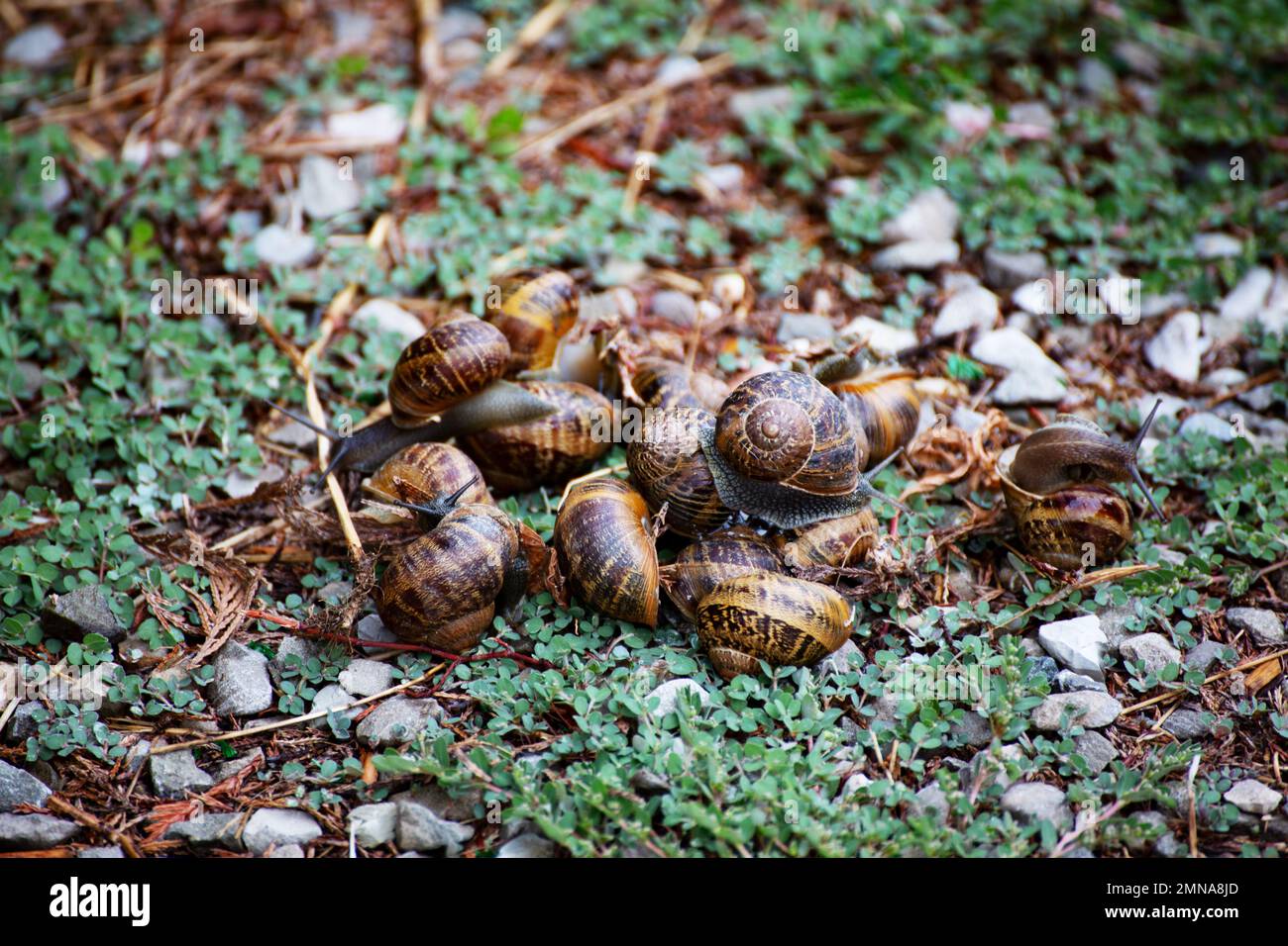 Common snail, knurled snail Stock Photo - Alamy