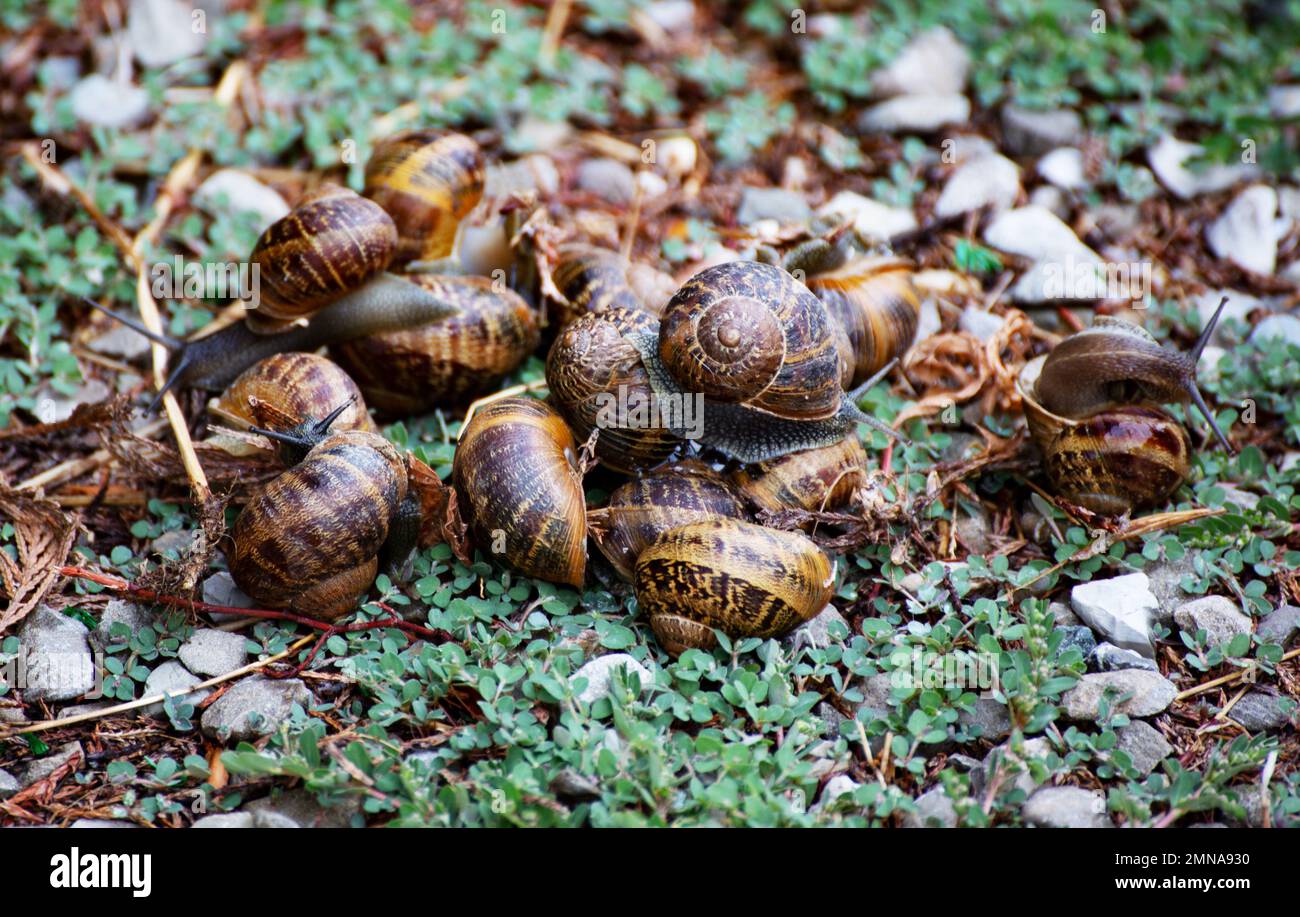 Common snail, knurled snail Stock Photo - Alamy