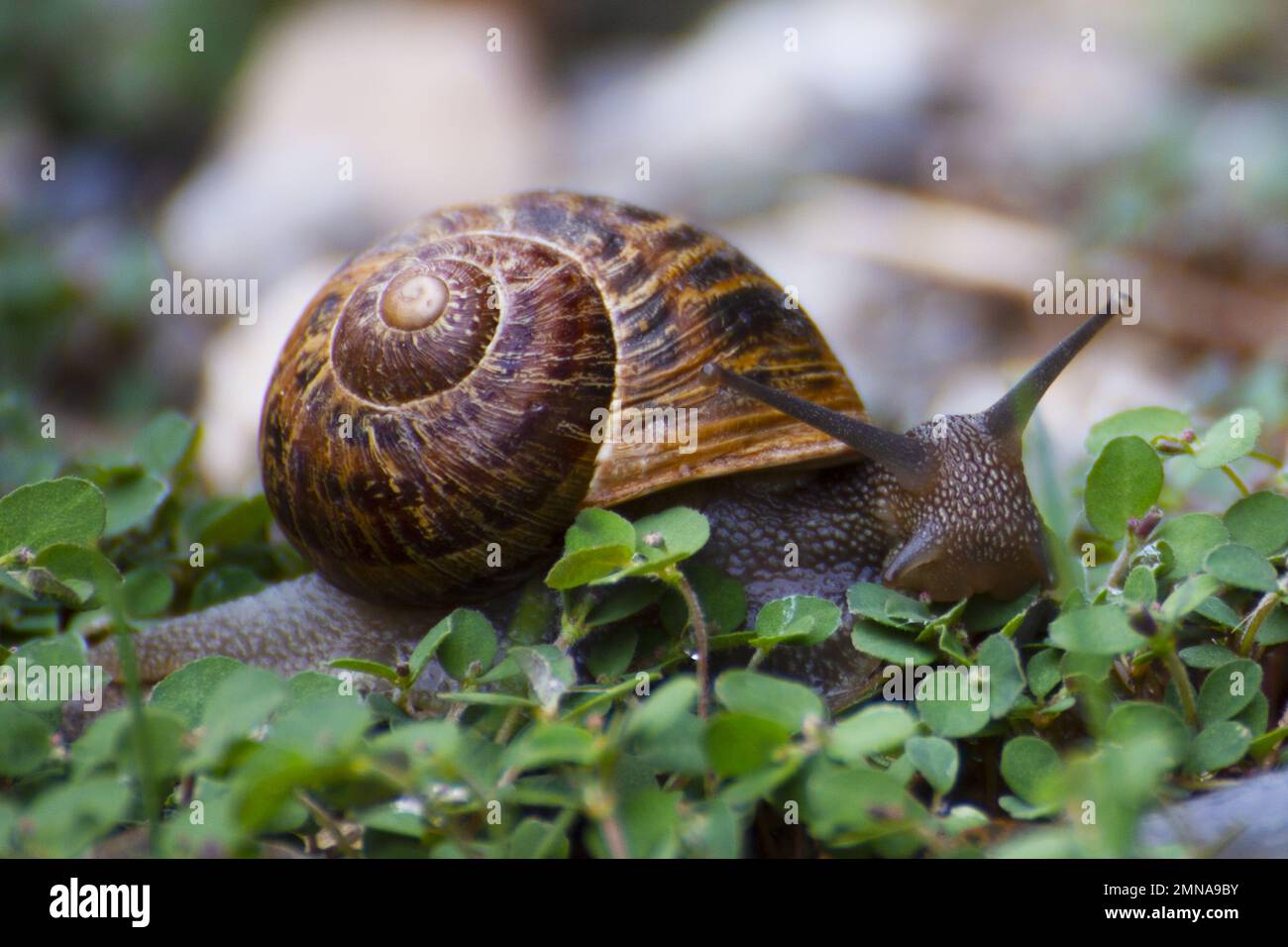 Common snail, knurled snail Stock Photo - Alamy
