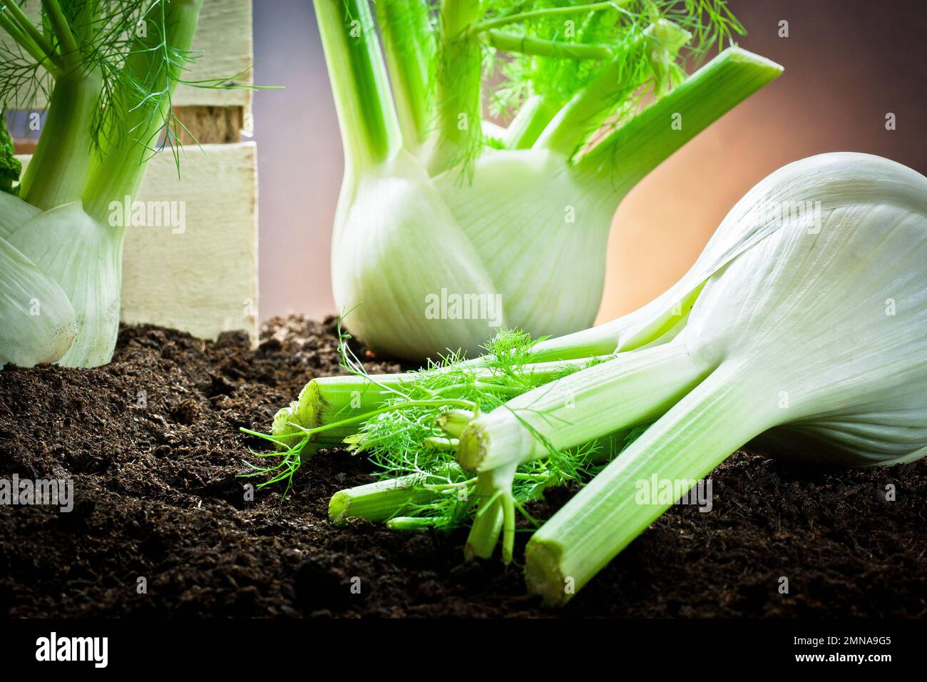 Cultivation of fennel on earth Stock Photo - Alamy