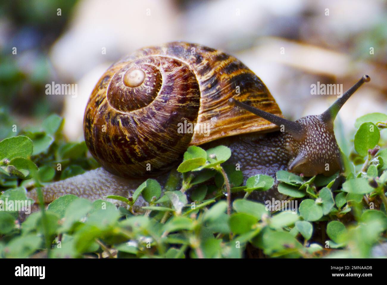 Common snail, knurled snail Stock Photo - Alamy