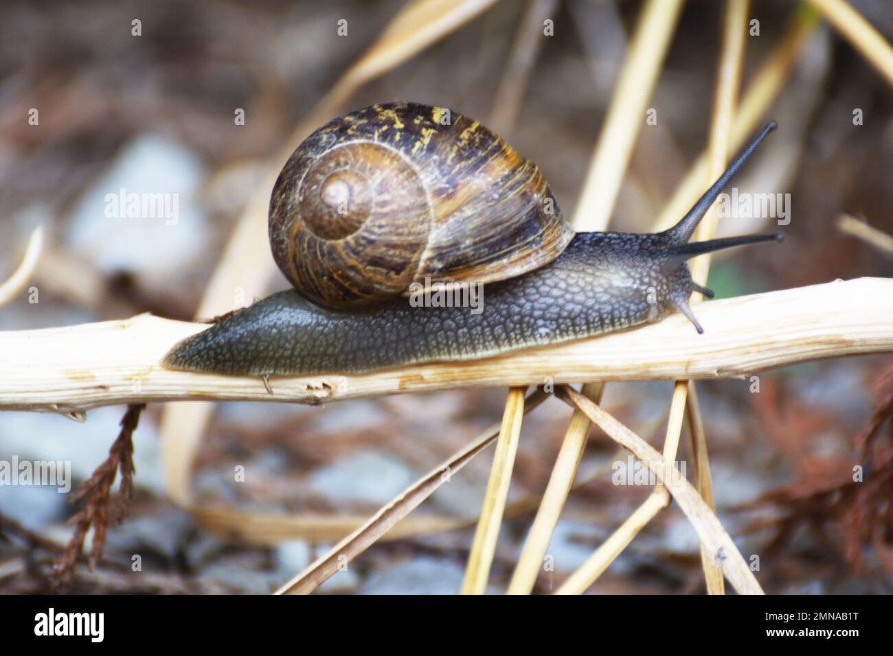 Common snail, knurled snail Stock Photo - Alamy