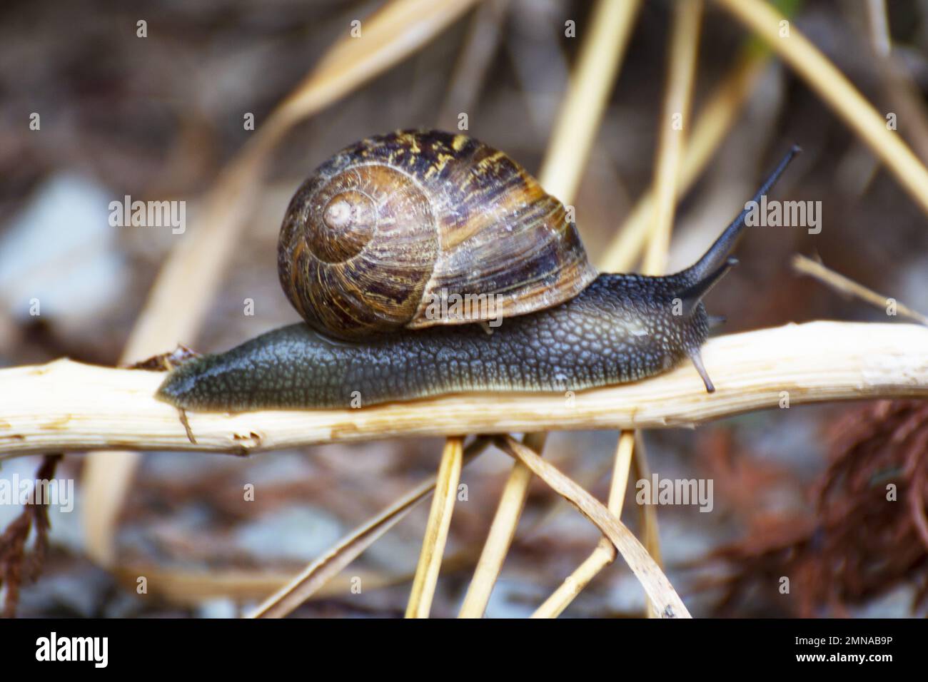 Common snail, knurled snail Stock Photo - Alamy