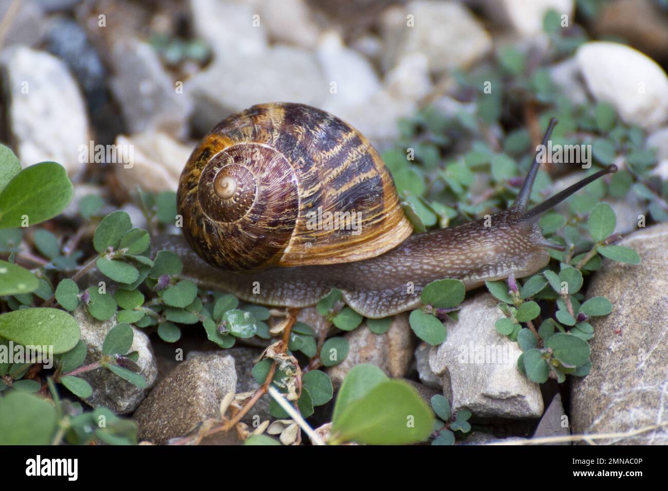 Common snail, knurled snail Stock Photo - Alamy
