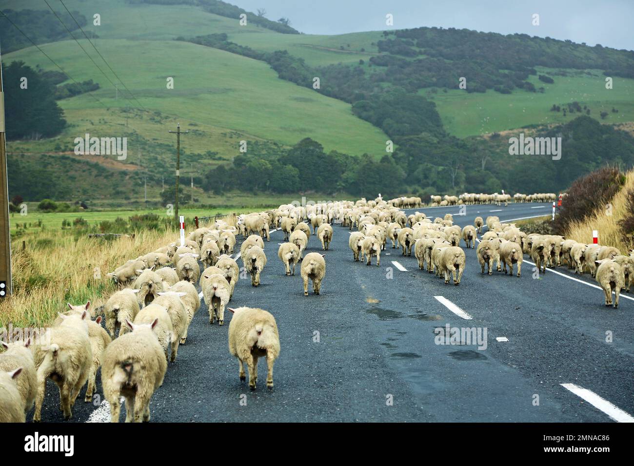 Sheep round up - New Zealand Stock Photo - Alamy