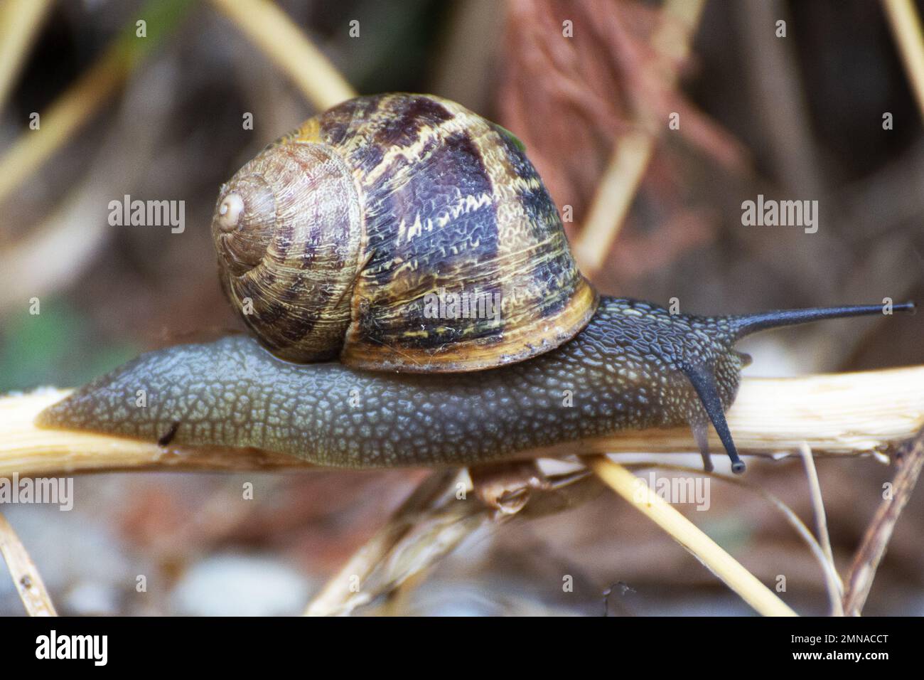 Common snail, knurled snail Stock Photo - Alamy