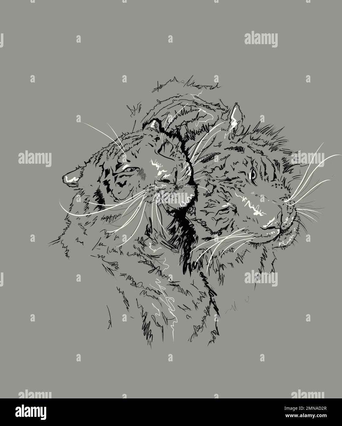 Graphic drawing of two tigers. High quality illustration Stock Photo ...