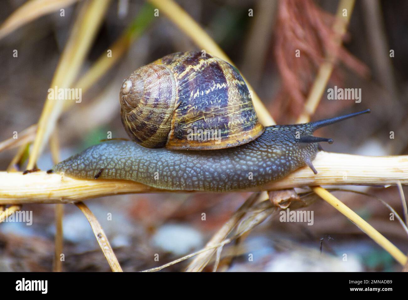 Common snail, knurled snail Stock Photo - Alamy