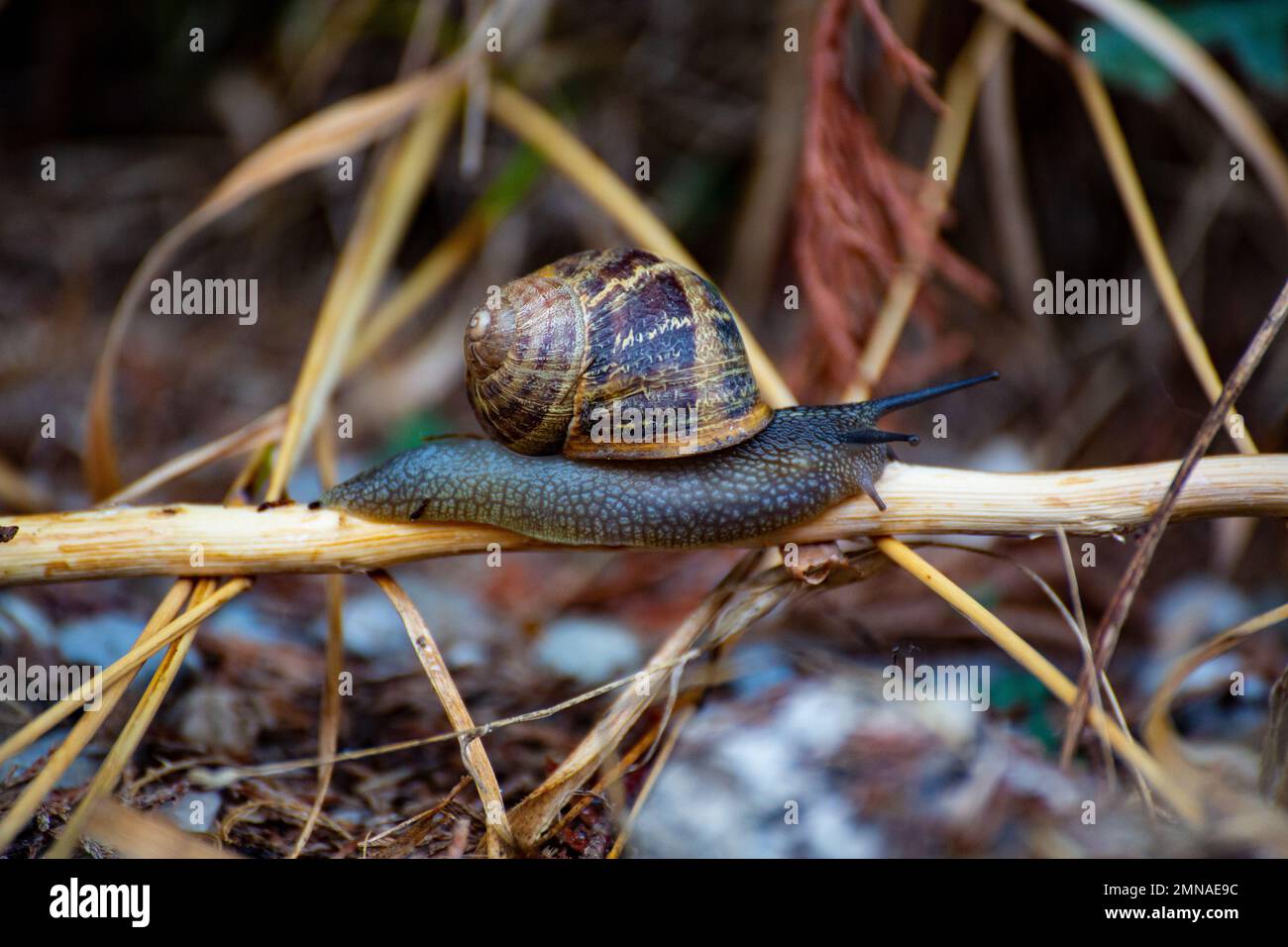 Common snail, knurled snail Stock Photo - Alamy