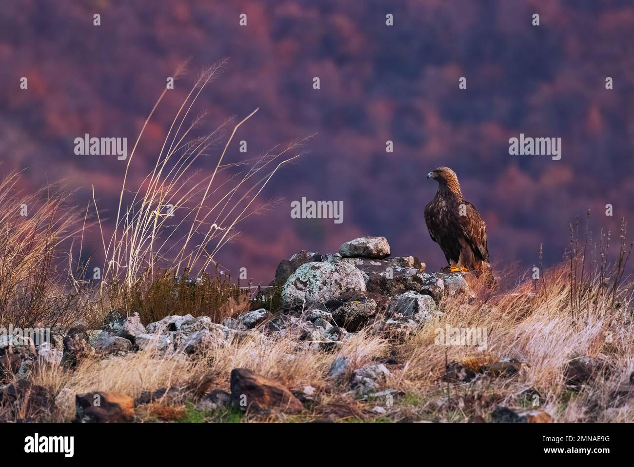 Golden eagle bird, wild raptor and dangerous predator, eating prey in ...