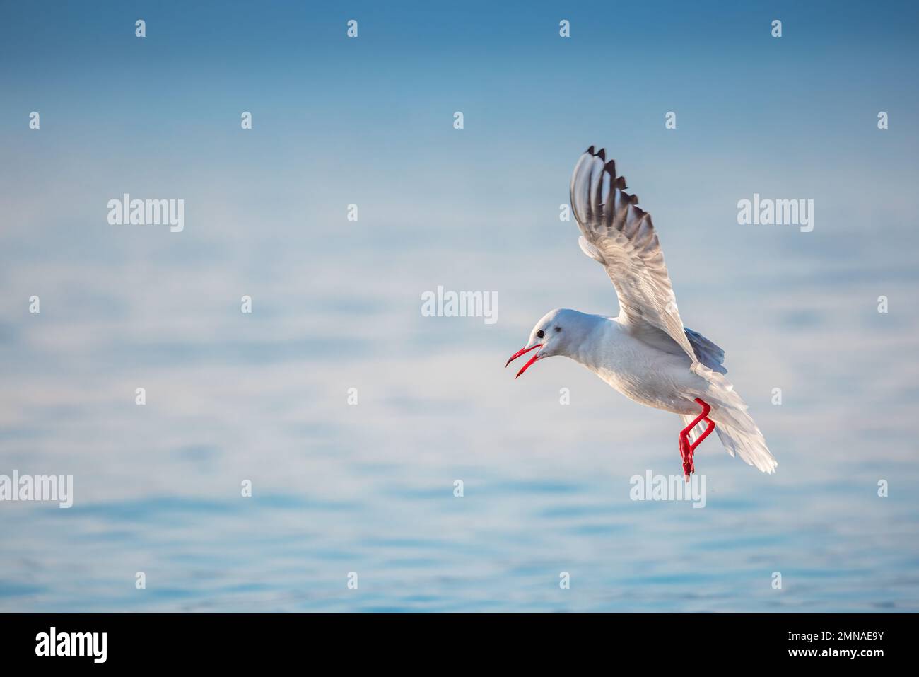 Water birds swan duck seagull hi-res stock photography and images - Alamy
