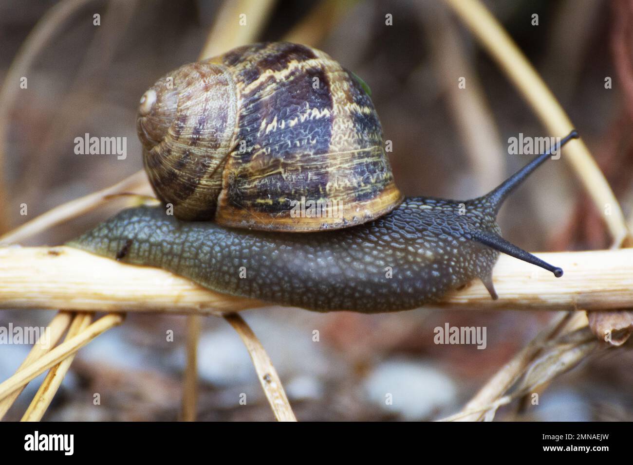 Common snail, knurled snail Stock Photo - Alamy