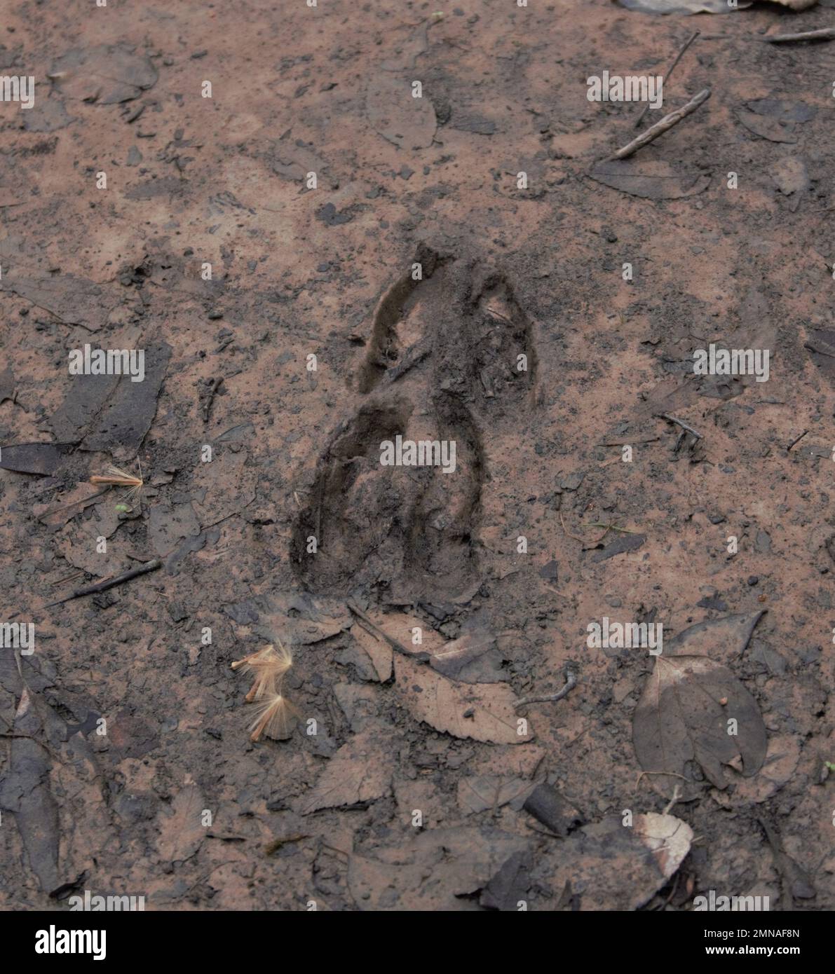 deer tracks in mud in the forest Stock Photo - Alamy
