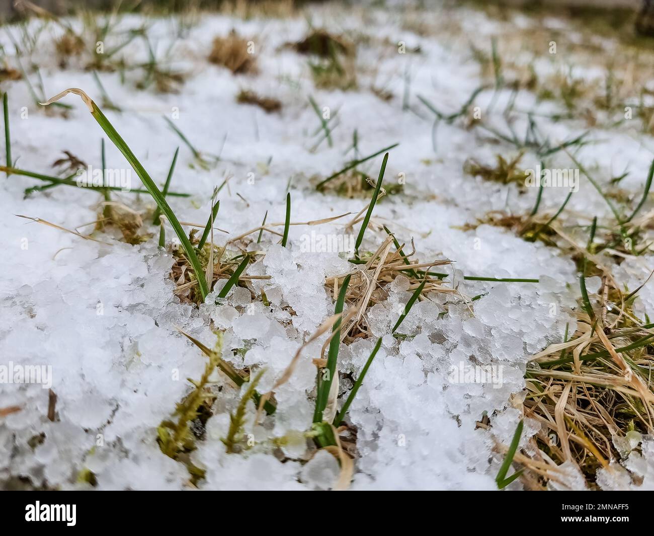 Hail or snow on green grass lawn, top view , weather concept. snow ...