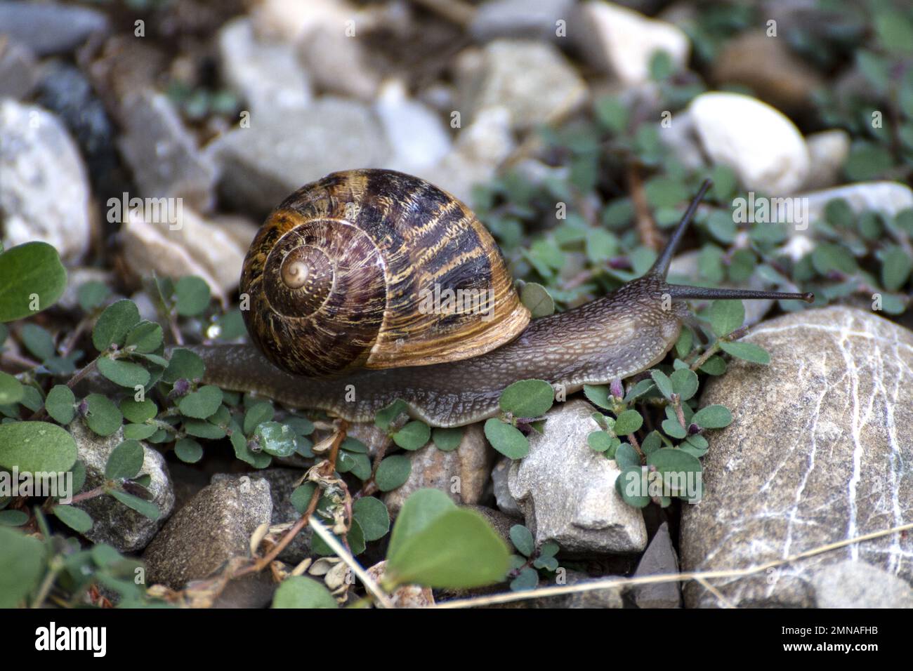 Common snail, knurled snail Stock Photo - Alamy