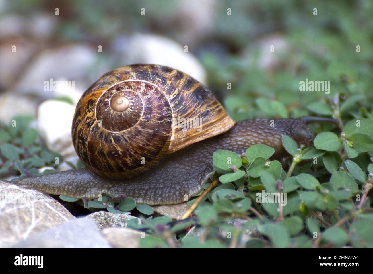 Common snail, knurled snail Stock Photo - Alamy