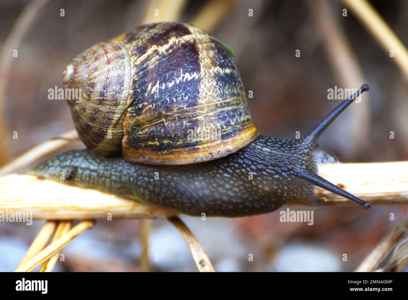 Common snail, knurled snail Stock Photo - Alamy