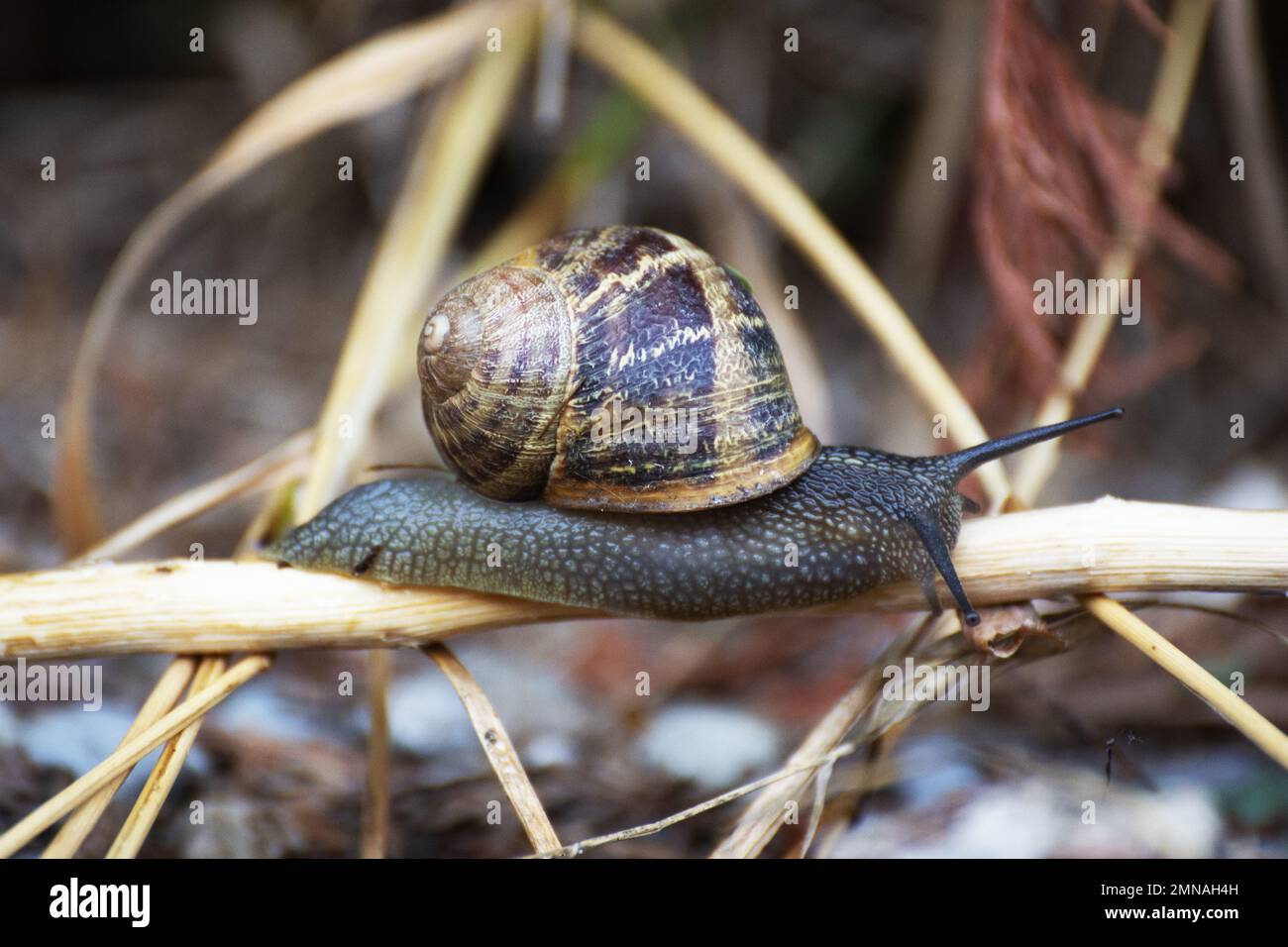 Common snail, knurled snail Stock Photo - Alamy