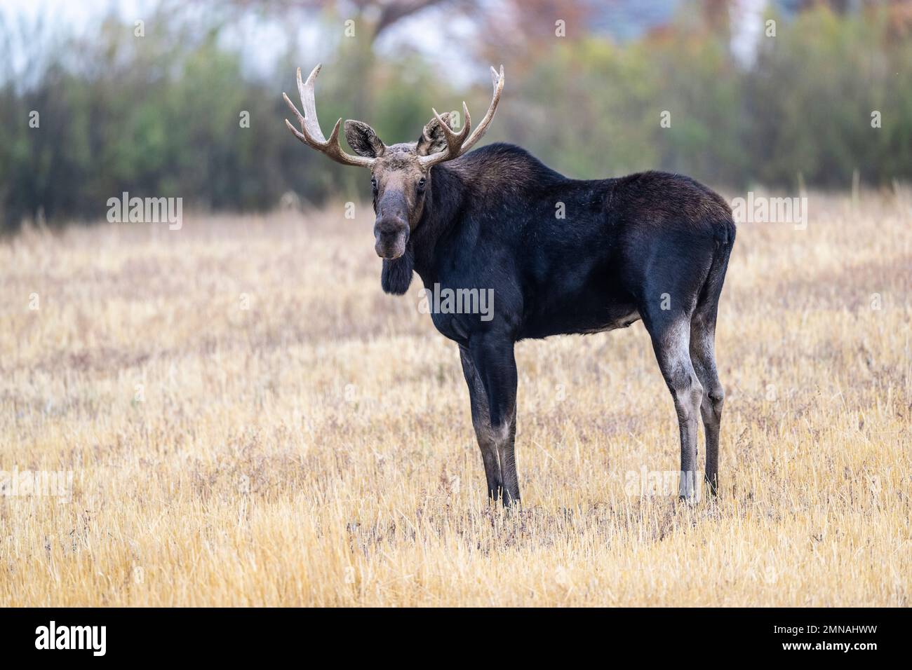 A Bull Moose in North Dakota Stock Photo - Alamy