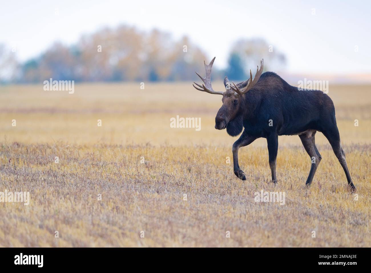 A Bull Moose in North Dakota Stock Photo - Alamy