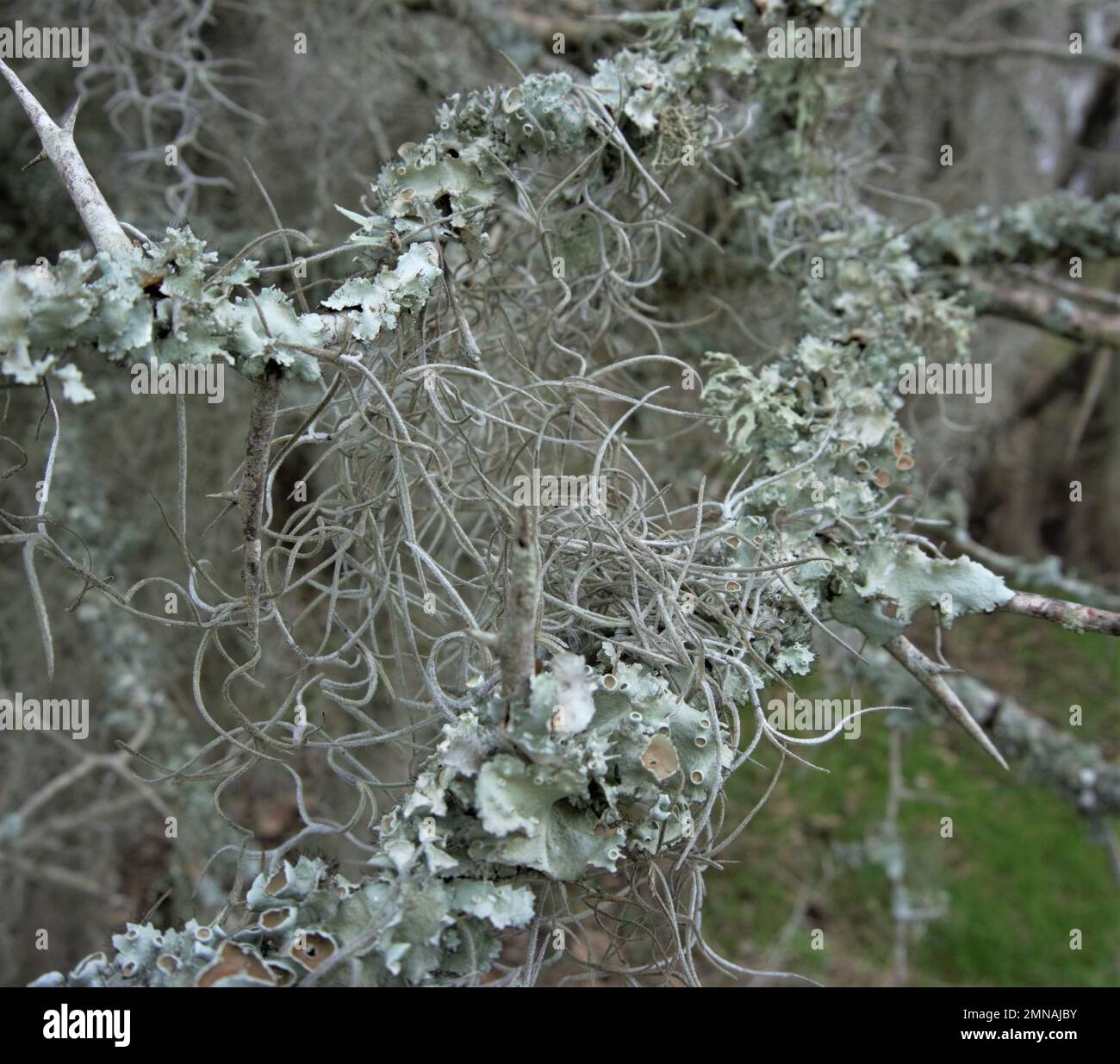 Spanish moss on tree branches Stock Photo - Alamy