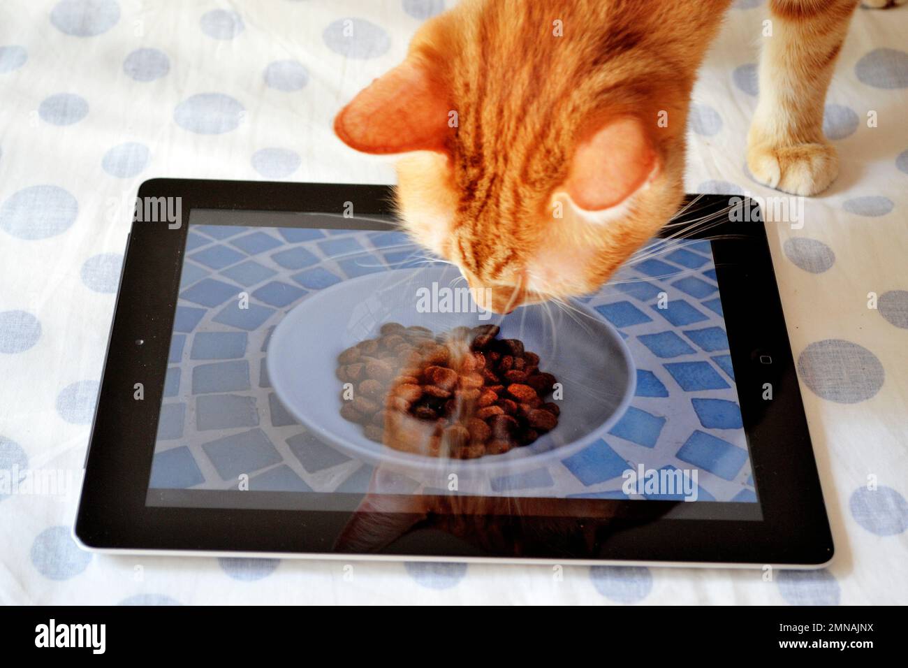 Cat with ultra-mobile pc Stock Photo - Alamy