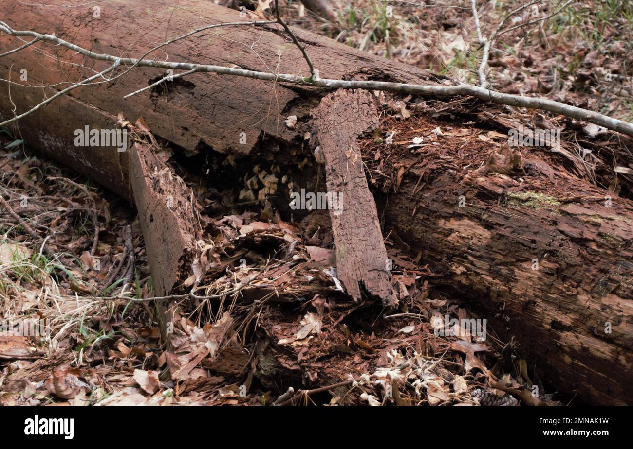 Decayed tree log hi-res stock photography and images - Alamy
