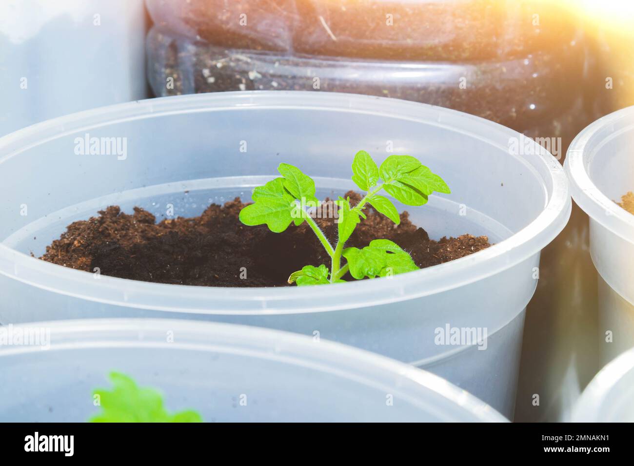 Growing genetically pure products. Non-gmo food.natural product ...