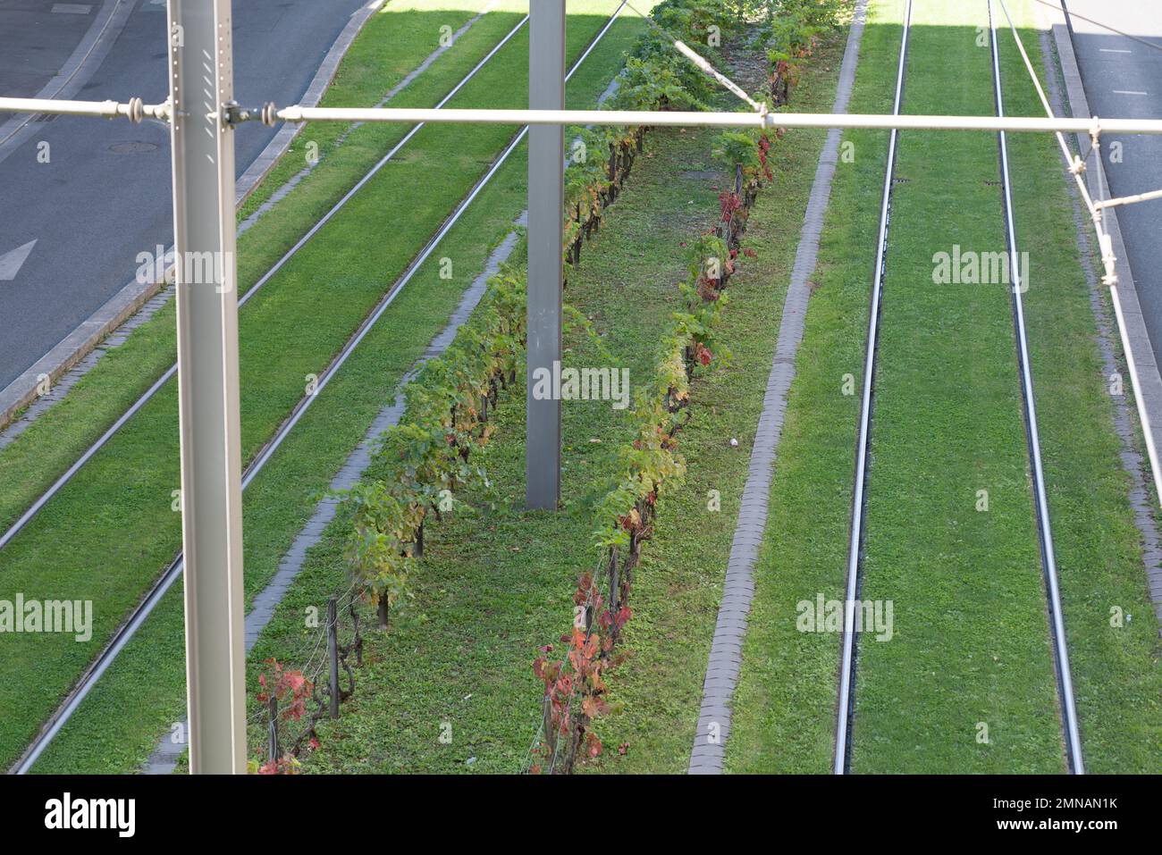 tramway rail in town with lawn and grape vine in Bordeaux France Stock ...