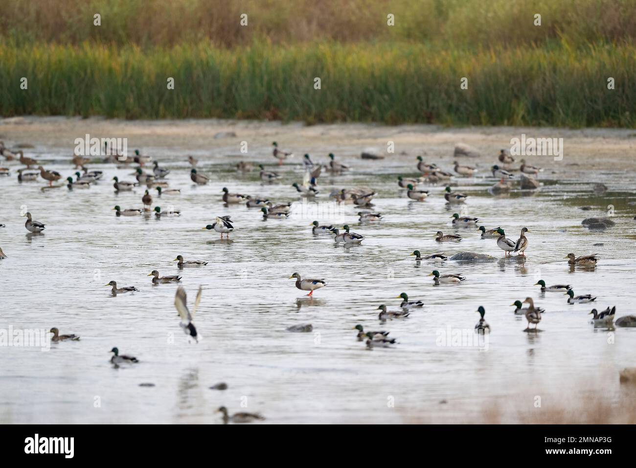 Motnana hi-res stock photography and images - Alamy