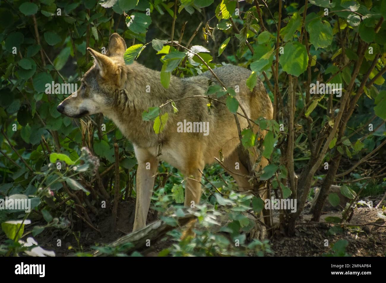 Side view of wolf standing in the forest Stock Photo - Alamy