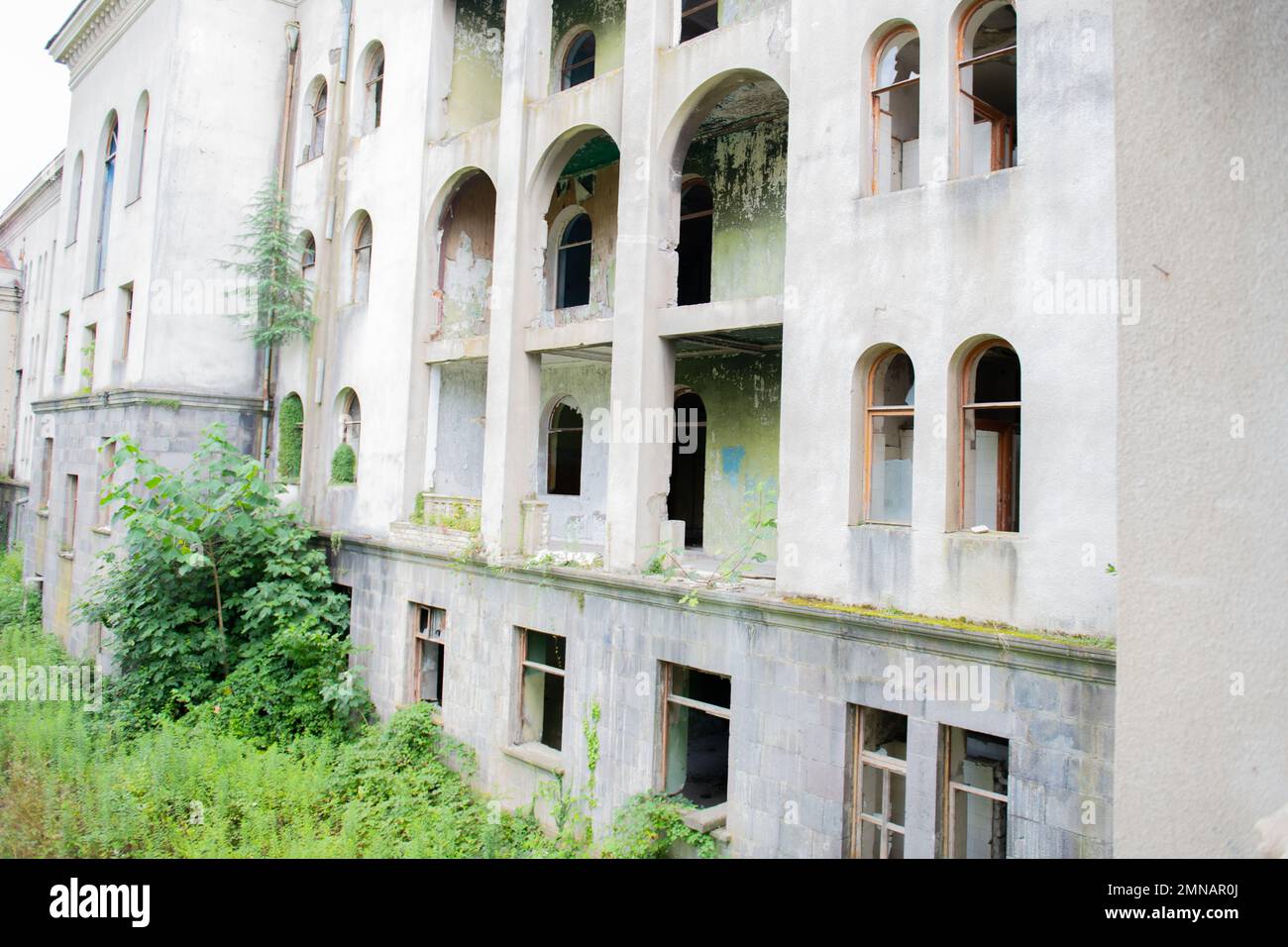 Thickets in the ruins hi-res stock photography and images - Alamy