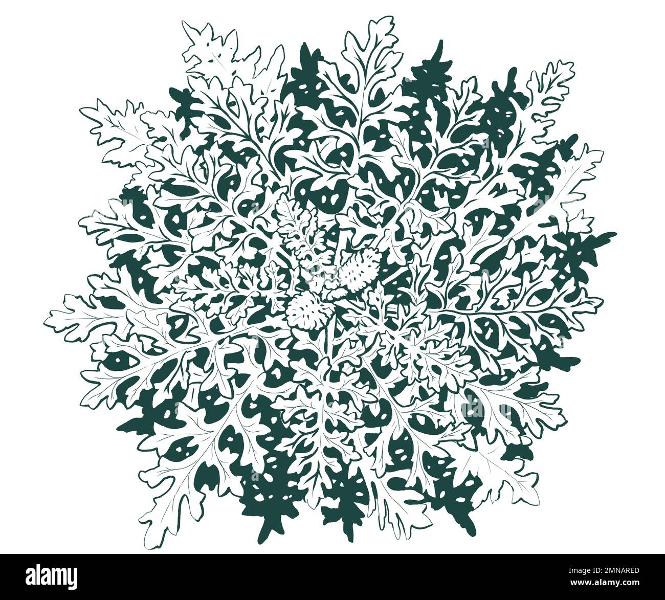 Drawing of a plant pattern top view of a plant. High quality ...