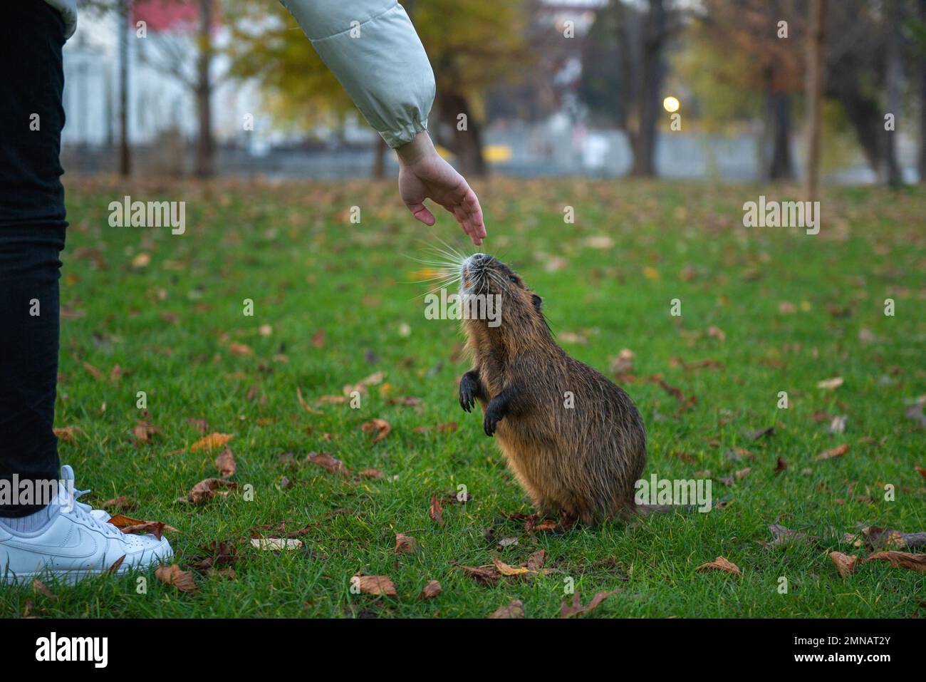 A man's hand reaches for a brown beaver in a green clearing Stock Photo ...