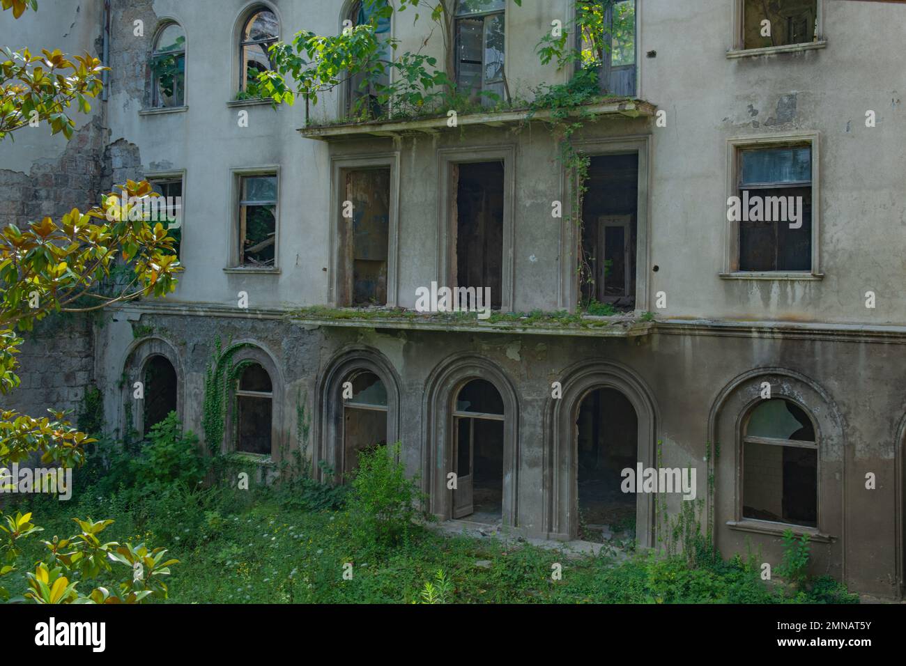 Thickets in the ruins hi-res stock photography and images - Alamy