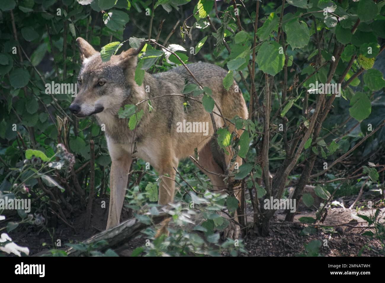 Side view of wolf standing in the forest Stock Photo - Alamy