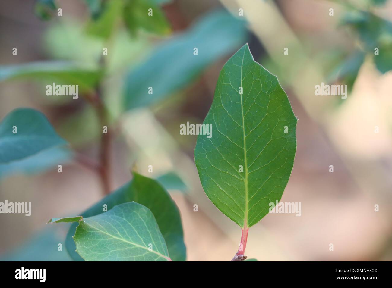 Simple alternate undulate serrate elliptic leaves of Rhus Integrifolia ...