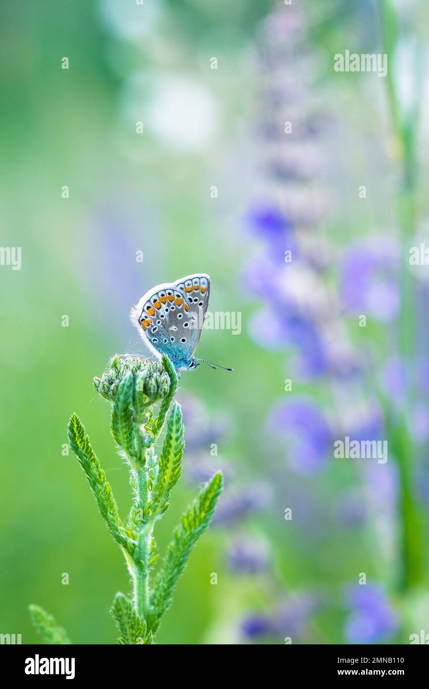 A male specimen of the common blue butterfly (Polyommatus icarus ...