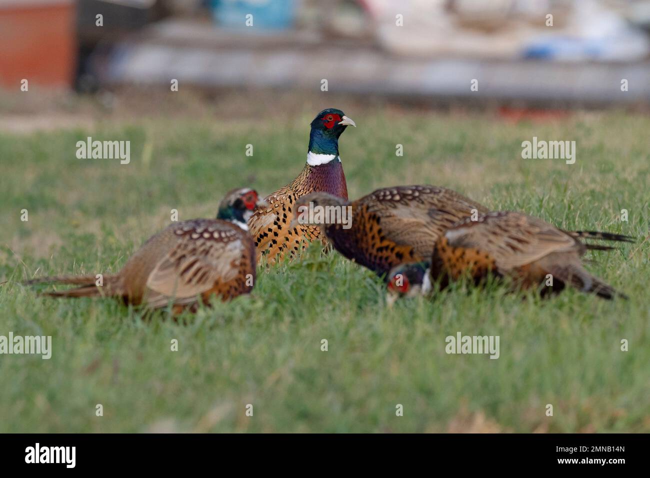 Ringneck Pheasants in North South Dakota Stock Photo - Alamy