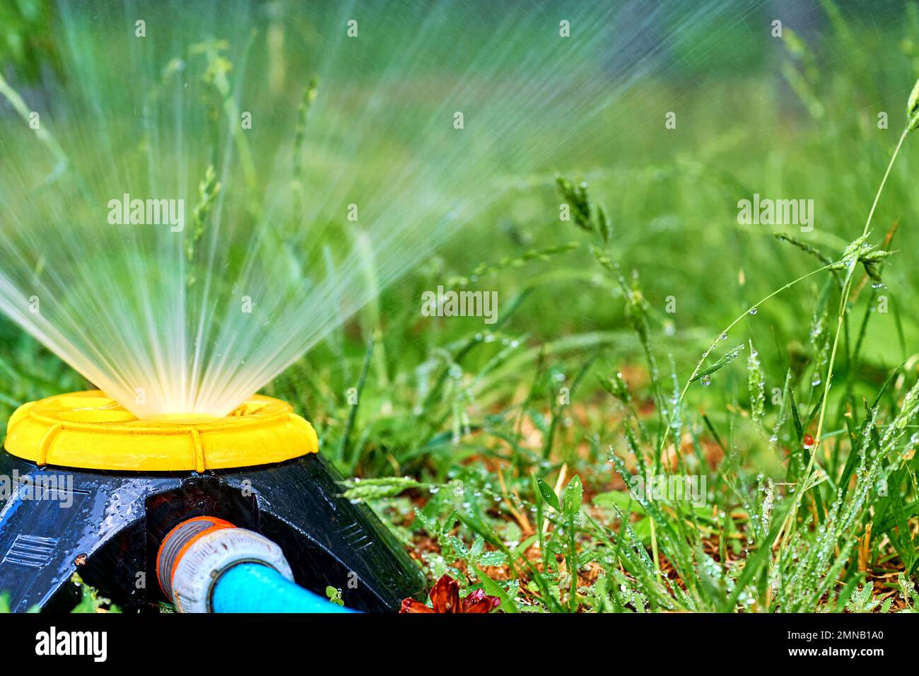 Sprinkler watering flowers on a hot day in a city park. Irrigation ...