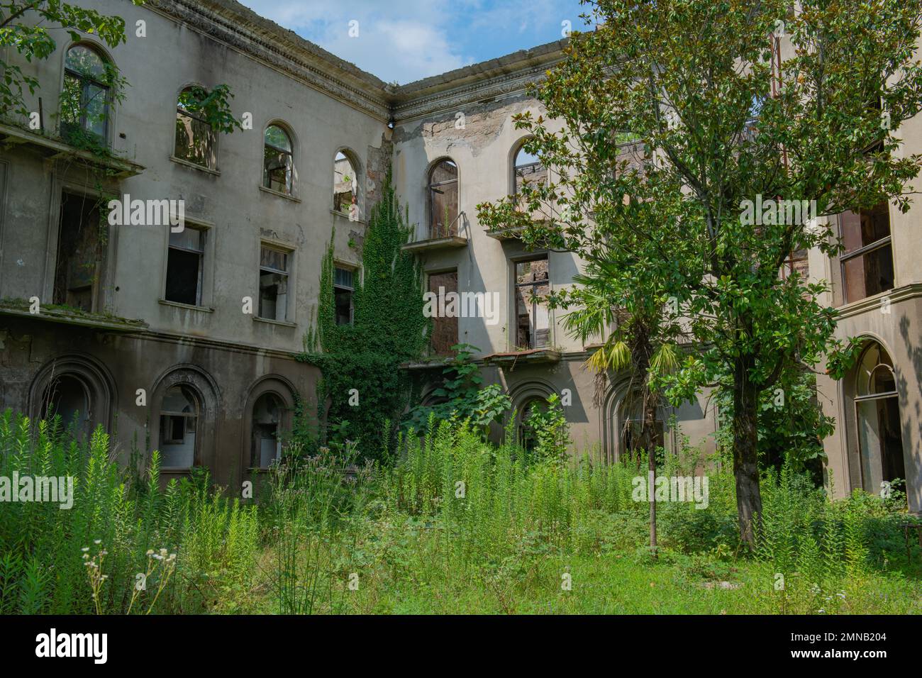 Thickets in the ruins hi-res stock photography and images - Alamy