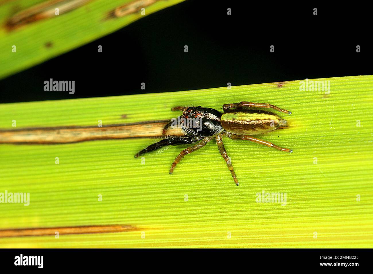 Black headed jumping spider (Trite planiceps Stock Photo - Alamy
